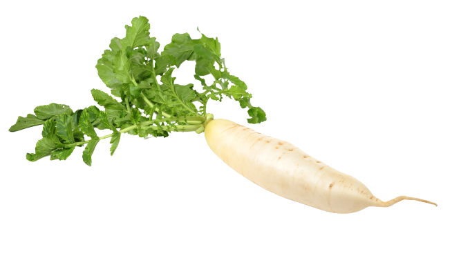 Rettich | Einzelprodukte | myFarmbox